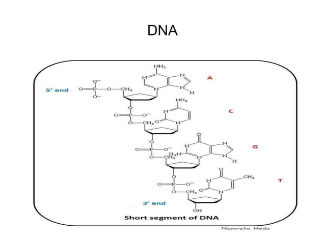 Conformational study of polynucleotide | PPT Conformational study of polynucleotide | PPT