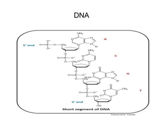 Structure Of Polynucleotide