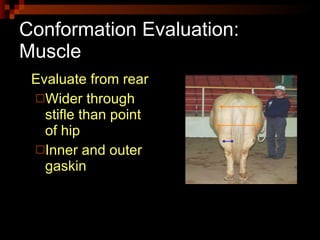 Conformation And Selection Of Horses (Anderson) | PPT