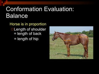 Conformation And Selection Of Horses (Anderson) | PPT