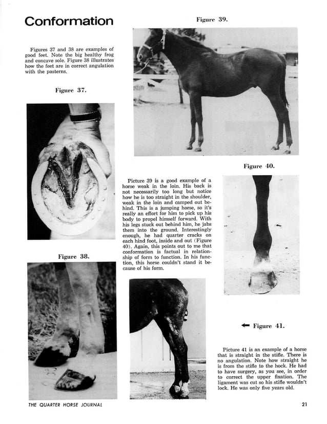 Conformation by dr. beeman | PDF