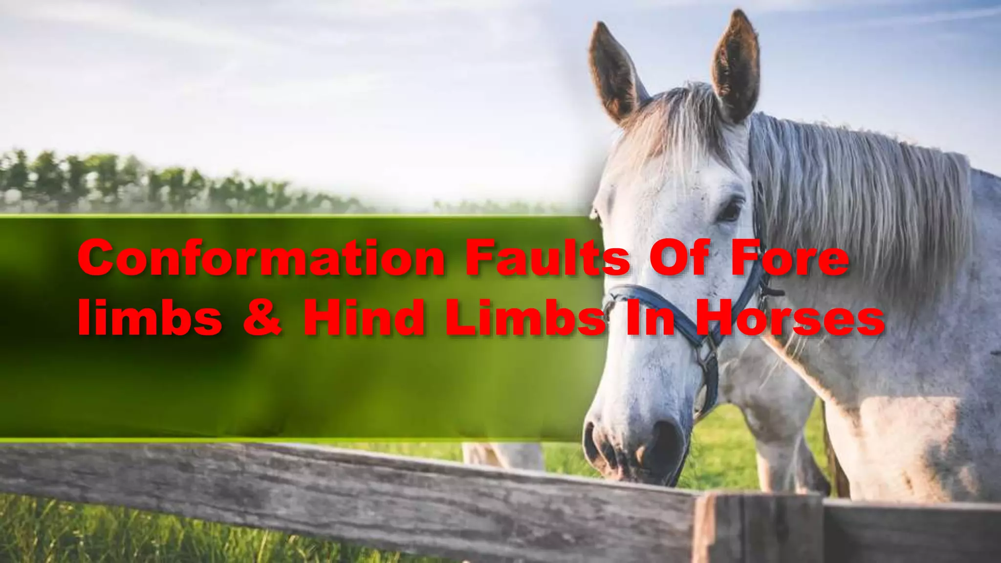 Conformation faults of fore limbs & hind limbs in horses | PPTX