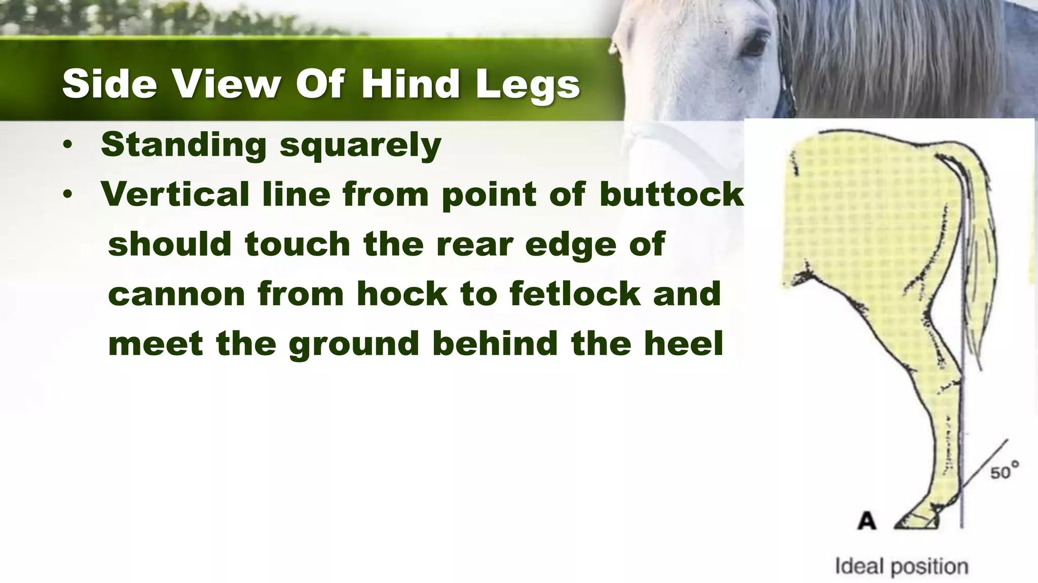 Conformation faults of fore limbs & hind limbs in horses | PPTX