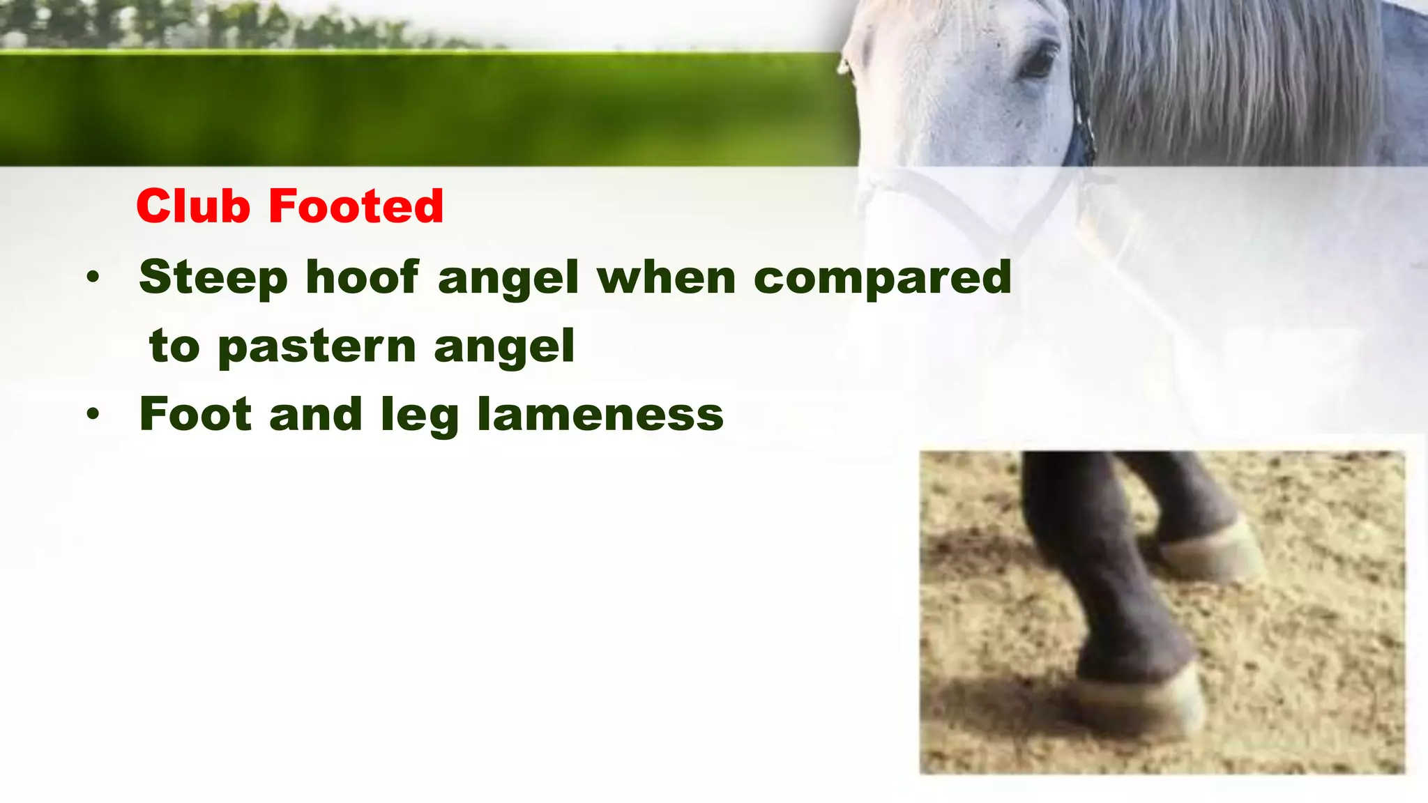 Conformation faults of fore limbs & hind limbs in horses | PPTX