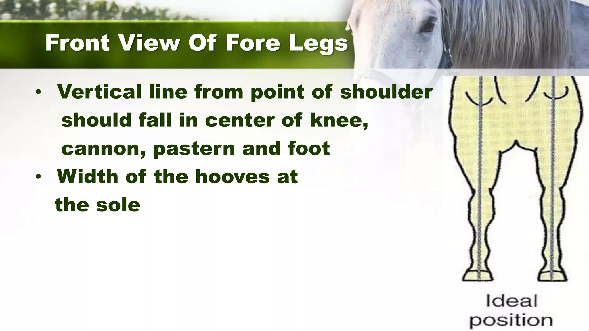 Conformation faults of fore limbs & hind limbs in horses | PPTX