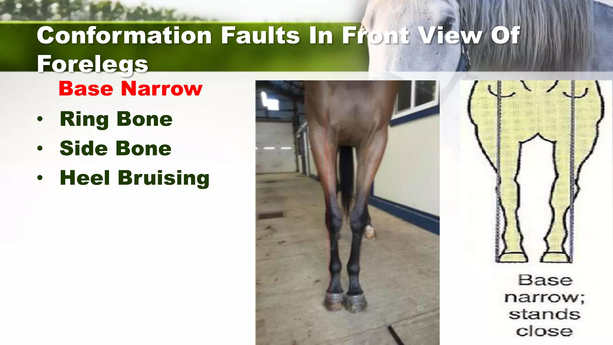 Conformation faults of fore limbs & hind limbs in horses | PPTX