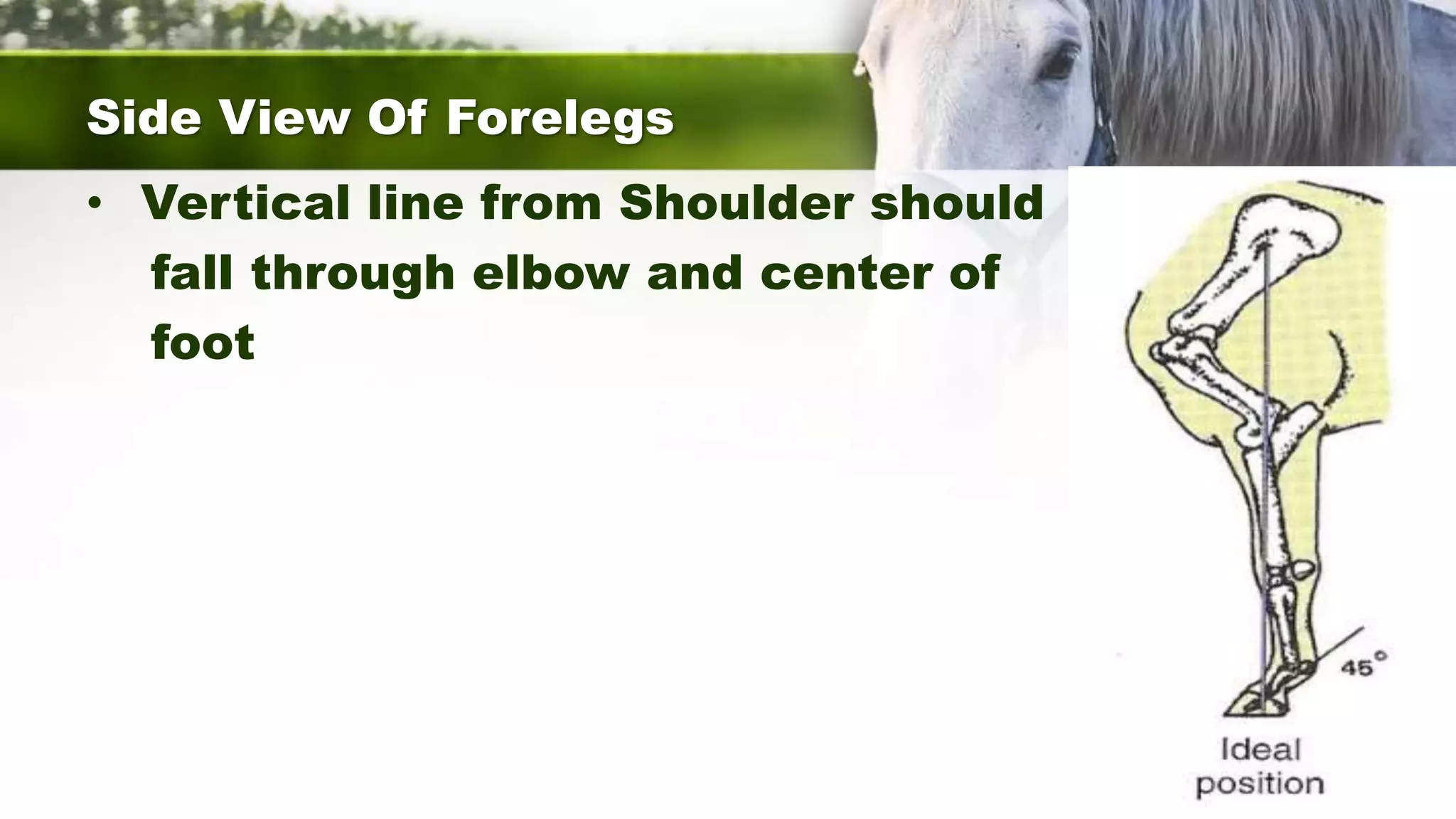 Conformation faults of fore limbs & hind limbs in horses | PPTX