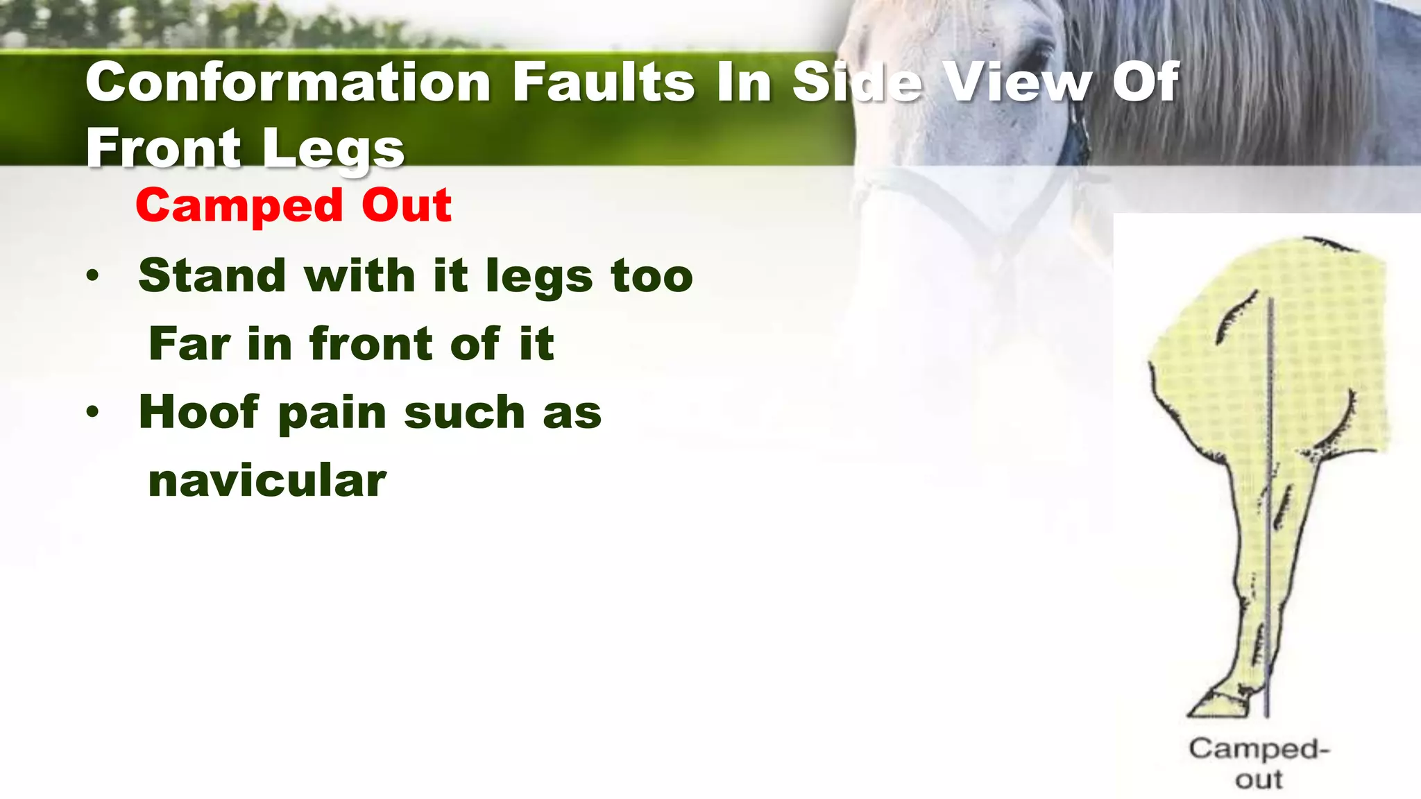 Conformation faults of fore limbs & hind limbs in horses | PPTX