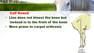 Conformation faults of fore limbs & hind limbs in horses | PPTX