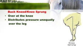 Conformation faults of fore limbs & hind limbs in horses | PPTX