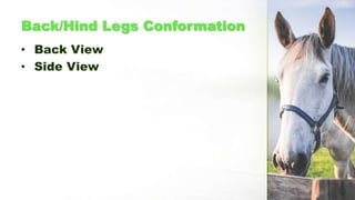 Conformation faults of fore limbs & hind limbs in horses | PPTX