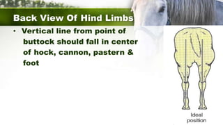 Conformation faults of fore limbs & hind limbs in horses | PPTX