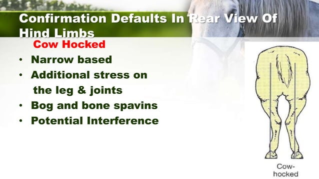 Conformation faults of fore limbs & hind limbs in horses | PPTX
