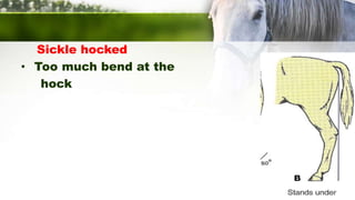 Conformation faults of fore limbs & hind limbs in horses | PPTX