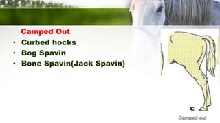 Conformation faults of fore limbs & hind limbs in horses | PPTX