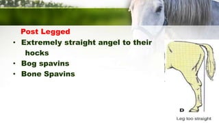 Conformation faults of fore limbs & hind limbs in horses | PPTX