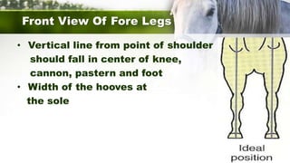 Conformation faults of fore limbs & hind limbs in horses | PPTX