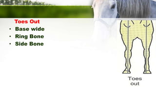 Conformation faults of fore limbs & hind limbs in horses | PPTX
