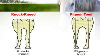 Conformation faults of fore limbs & hind limbs in horses | PPTX