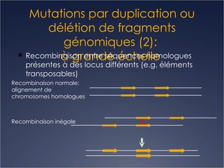 ConfProcessusEvolutionDuret | PPT