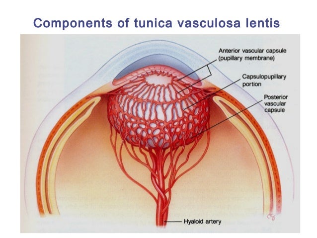 Congenital defects of the lens