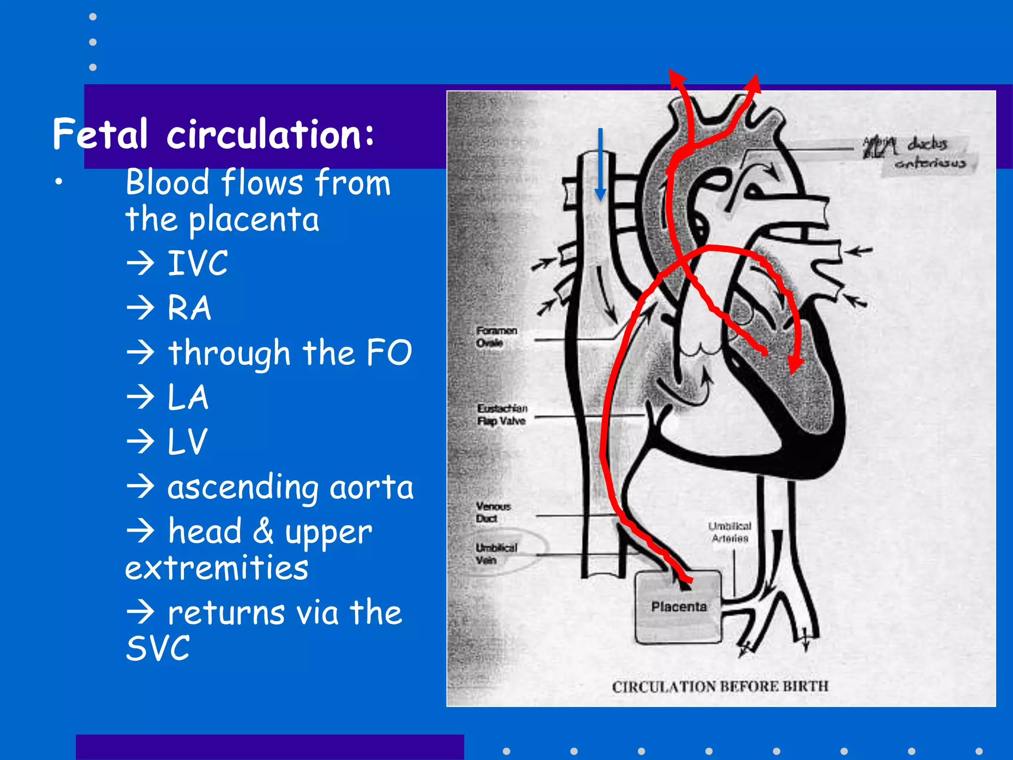 Congenital heart-disease | PPT