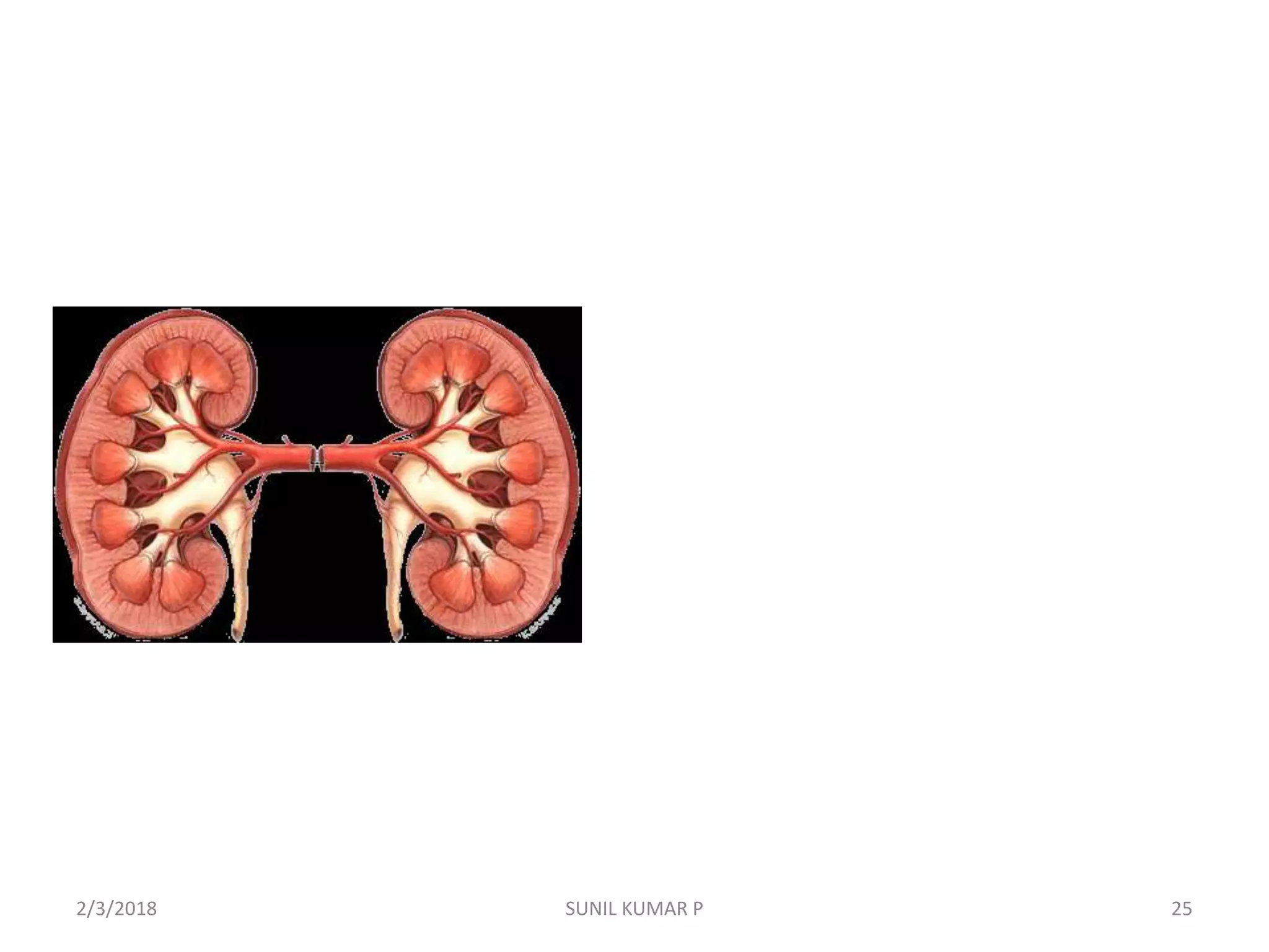 Congenital abnormalities of kidney and urinary system | PPTX