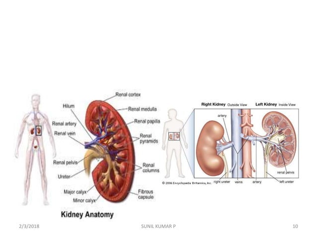 Congenital abnormalities of kidney and urinary system | PPTX