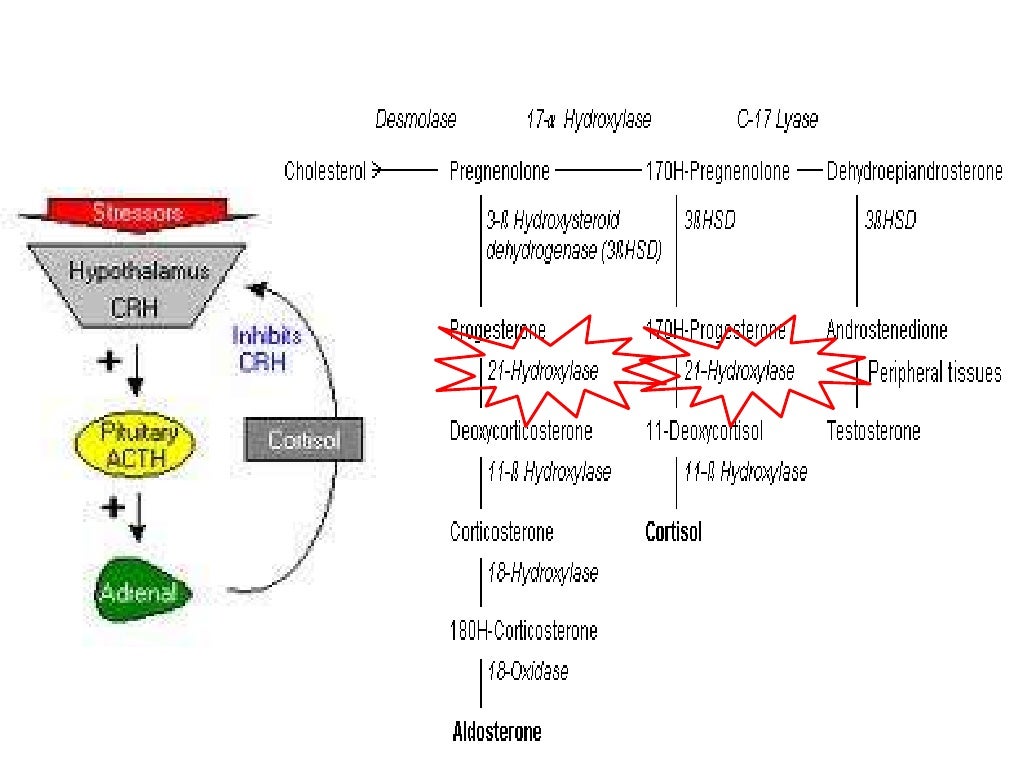 Guideline Review Congenital Adrenal Hyperplasia Clinical Practice