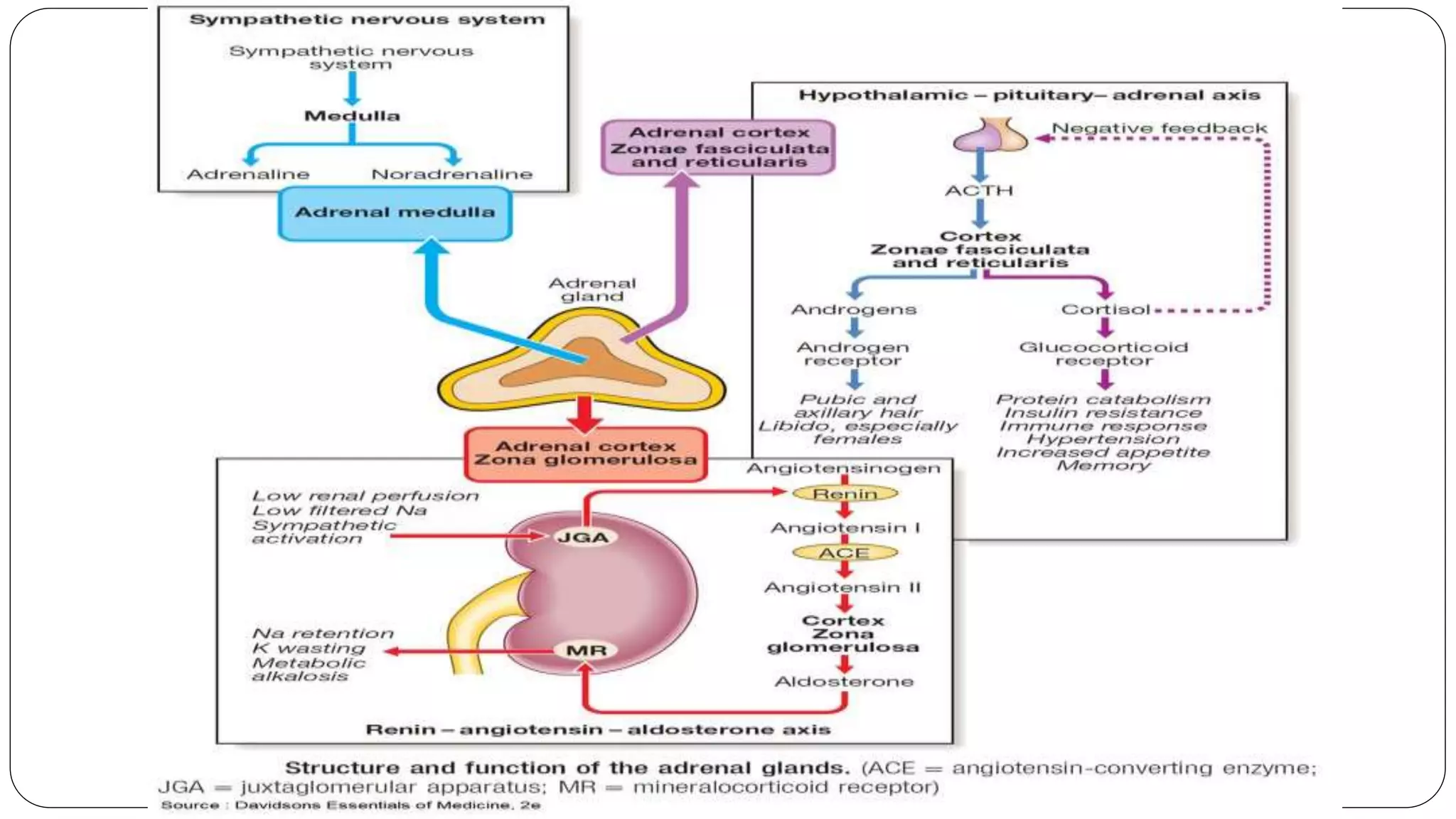 Congenital adrenal hyperplasia | PPTX