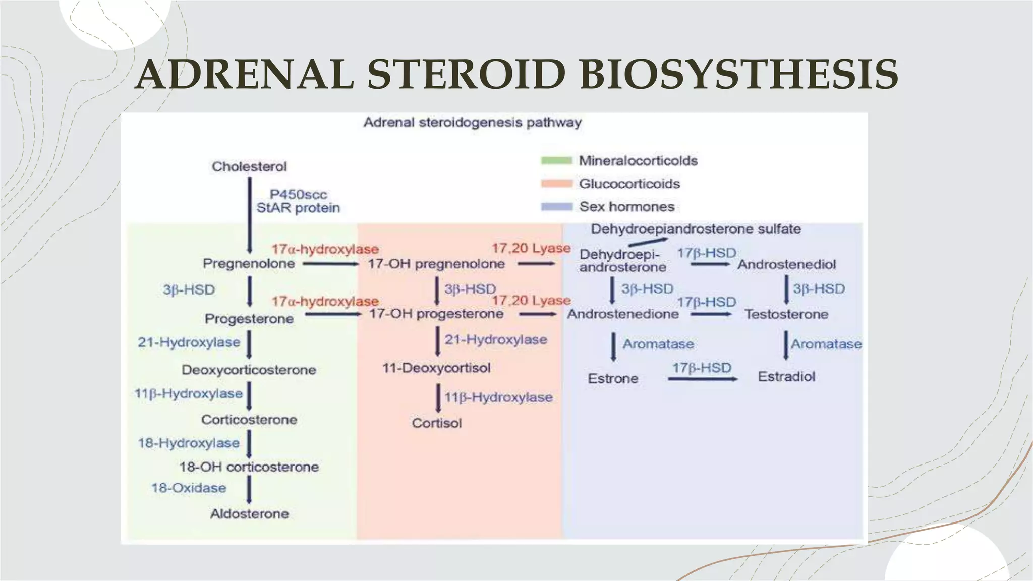 Congenital adrenal hyperplasia.pptx