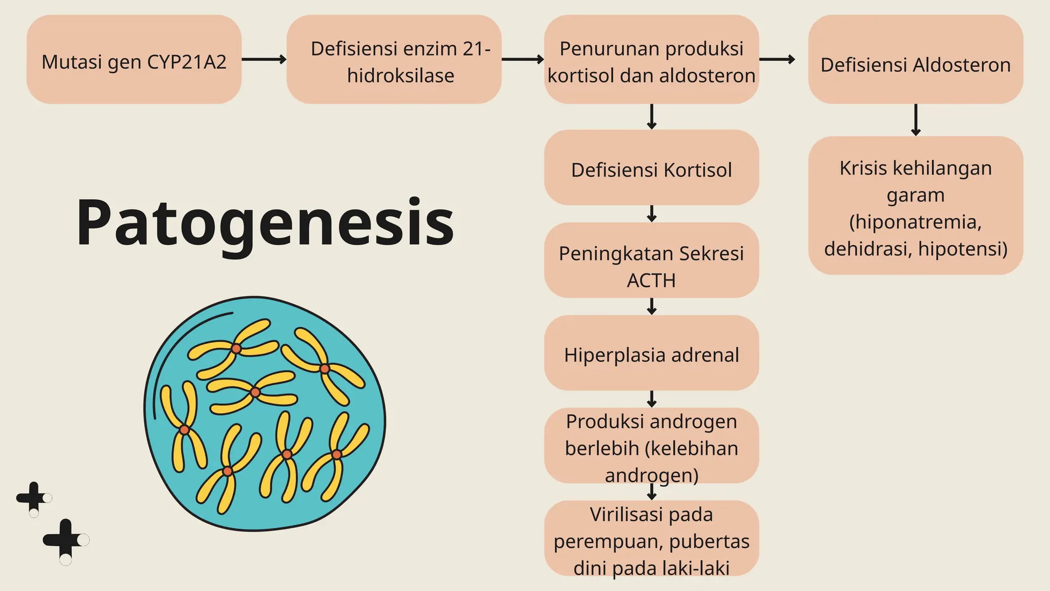 Congenital Adrenal Hyperplasia-Congenital Adrenal Hyperplasia.pptx