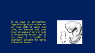 Hand CONGENITAL ANAMOLIES classification.pptx