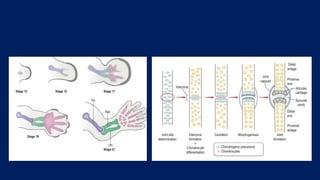 Hand CONGENITAL ANAMOLIES classification.pptx