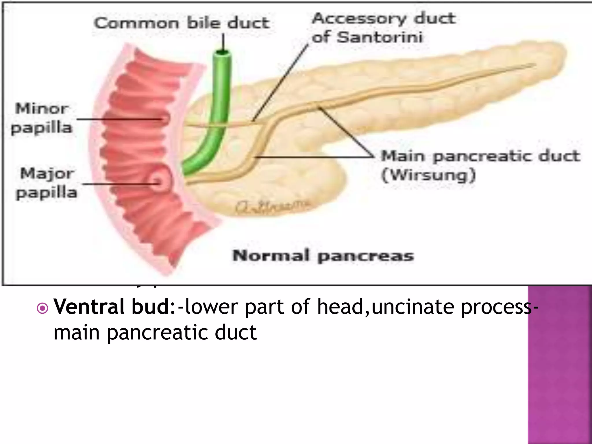Congenital anamolies of pancrease | PPTX