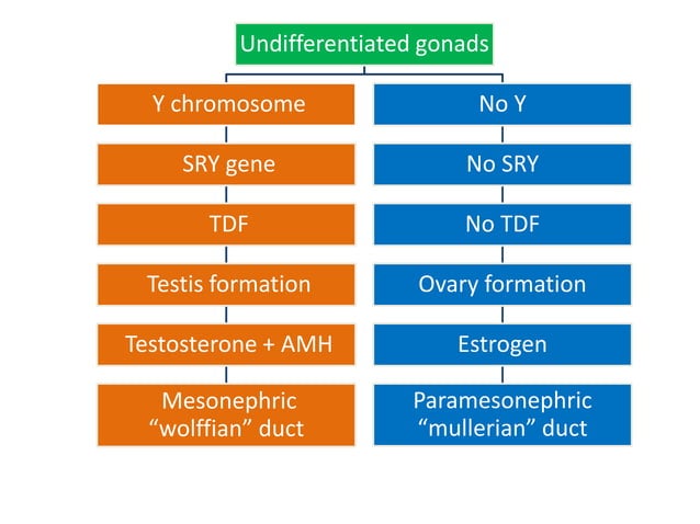 Congenital anomalies of female reproductive system | PPTX | Pregnancy ...