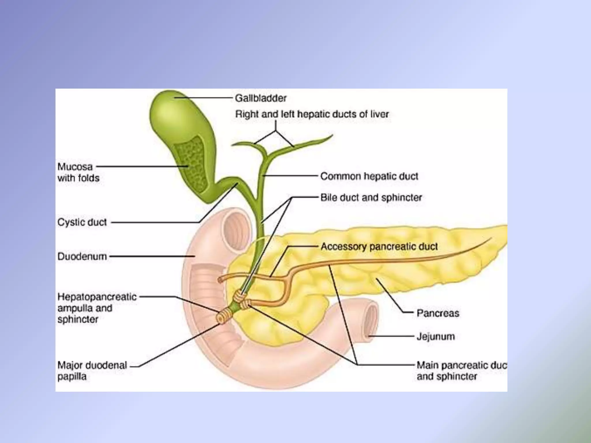 Congenital anomalies of pancreas and hepatobiliary system radiology | PPTX