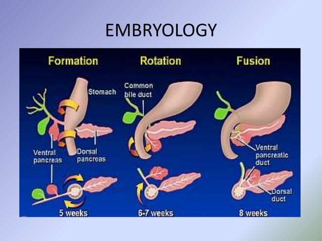 Congenital anomalies of pancreas and hepatobiliary system radiology | PPT
