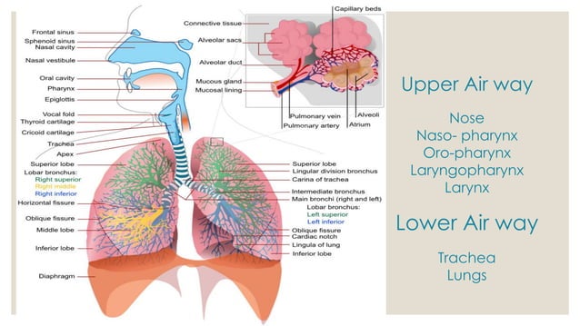 Congenital anomalies of respiratory system A Radiological approach ...