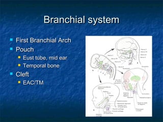 Congenital anomalies of the ear2 | PPT
