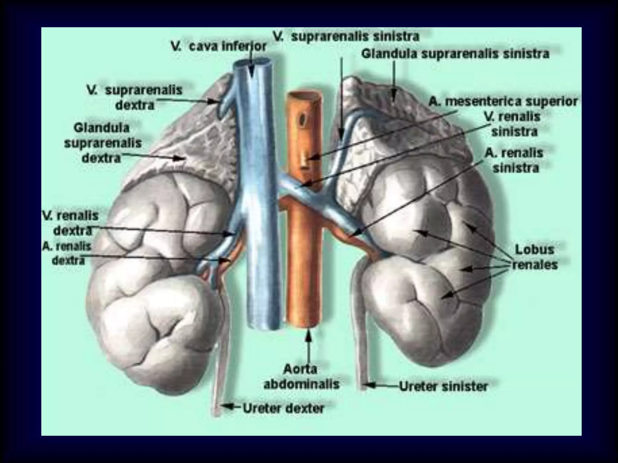 Congenital Anomalies of the Kidney and the Urinary Tract (CAKUT).ppt