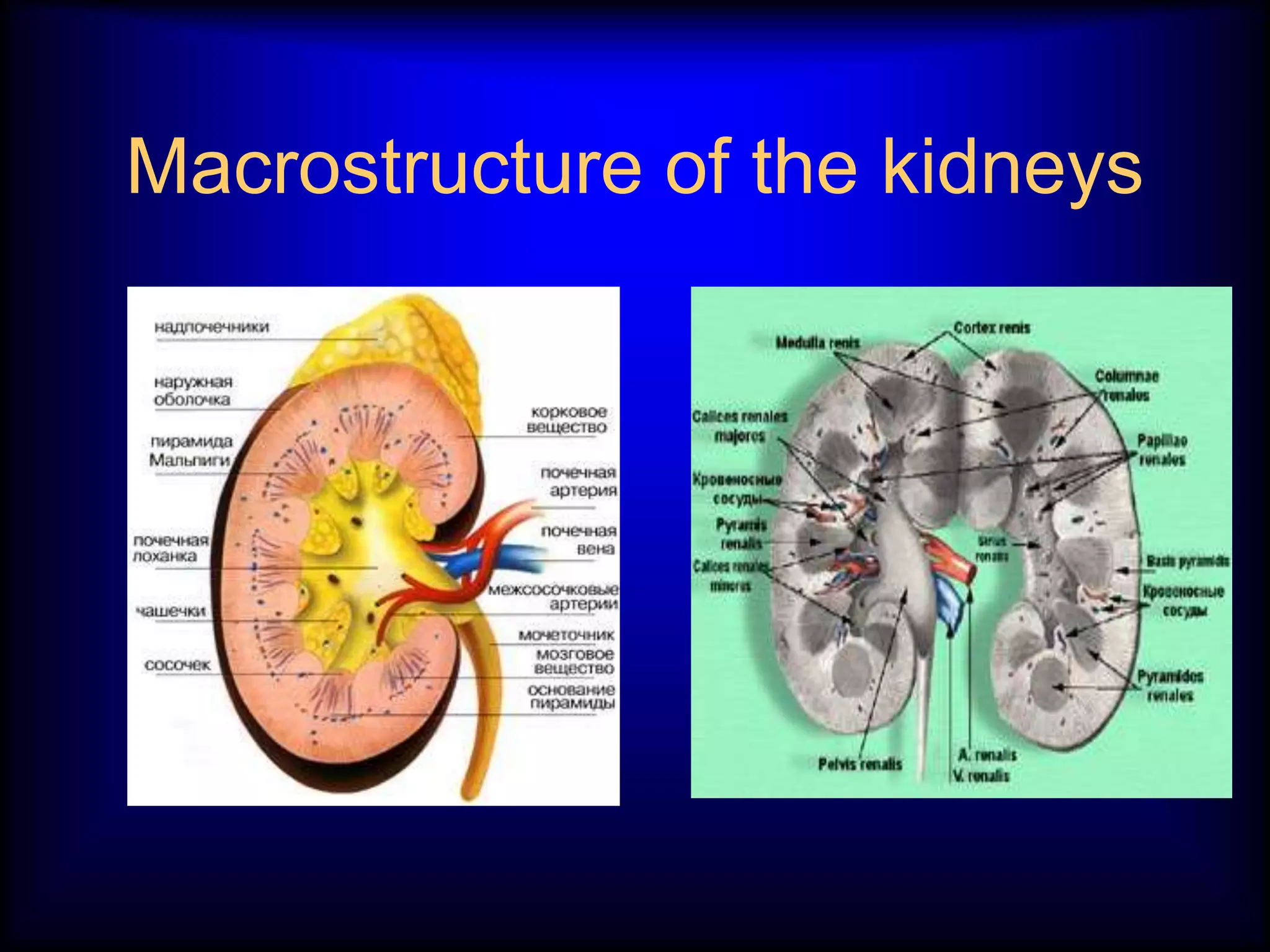 Congenital Anomalies of the Kidney and the Urinary Tract (CAKUT).ppt