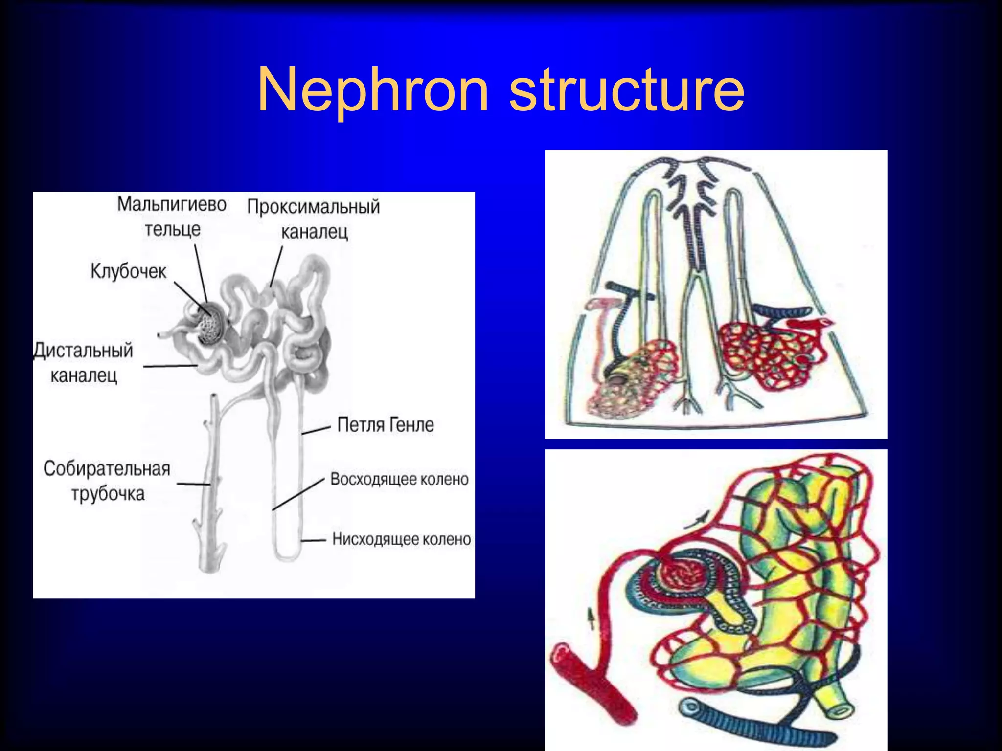 Congenital Anomalies of the Kidney and the Urinary Tract (CAKUT).ppt