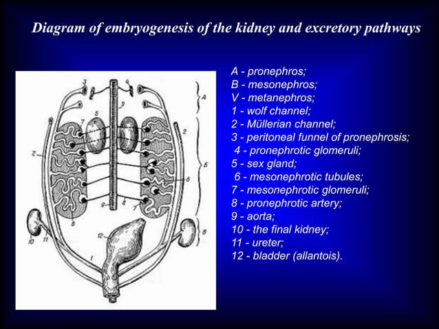Congenital Anomalies of the Kidney and the Urinary Tract (CAKUT).ppt ...