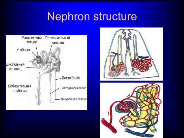Congenital Anomalies of the Kidney and the Urinary Tract (CAKUT).ppt ...