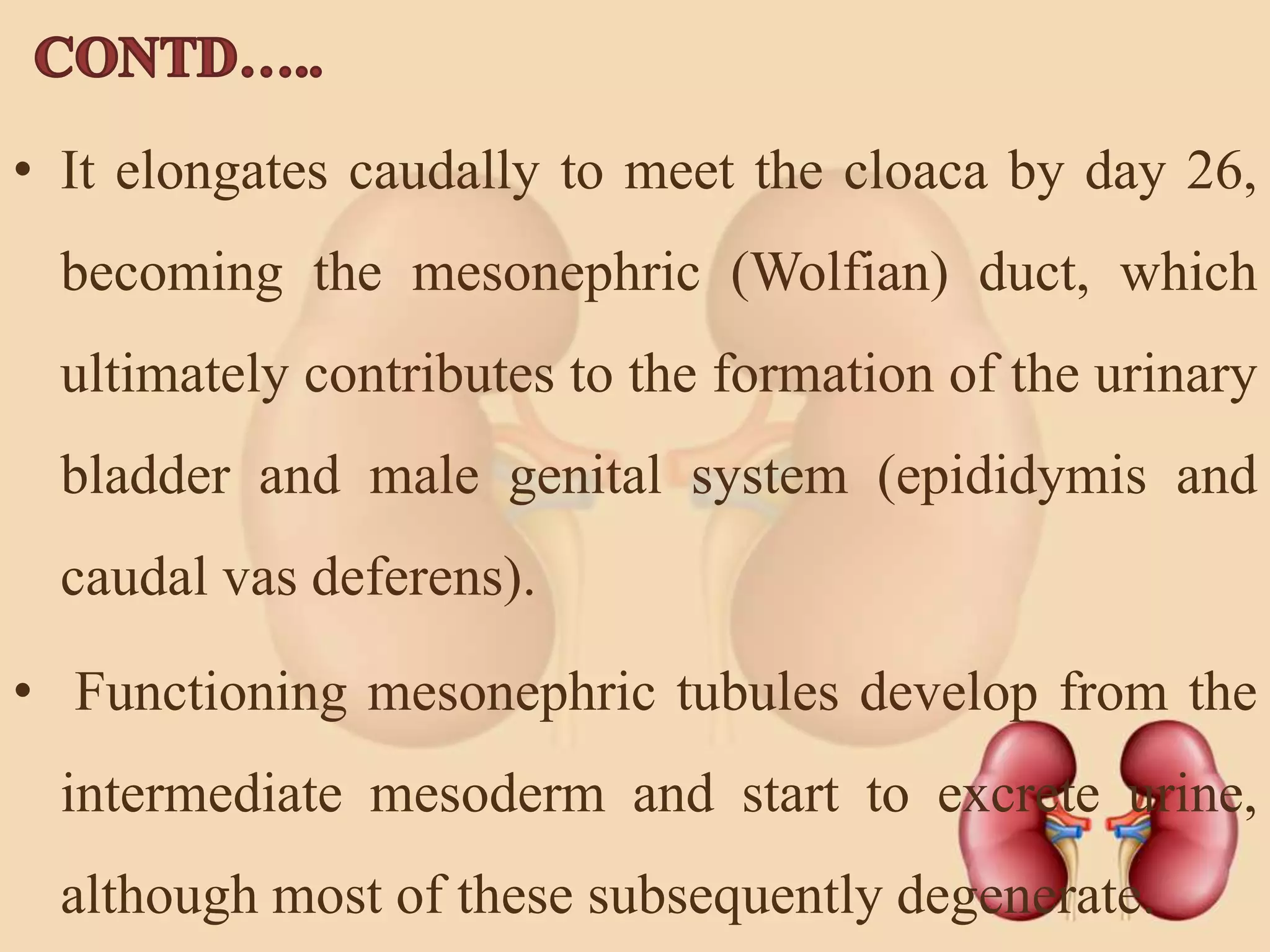 Congenital anomalies of the kidney and urinary tract | PPTX