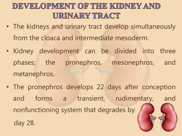 Congenital anomalies of the kidney and urinary tract | PPTX