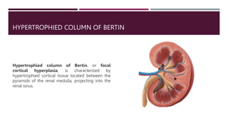 Congenital Anomalies of the Kidney & Urinary Tract | PPTX