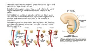 Congenital Anomalies of the Urinary tract | PPTX