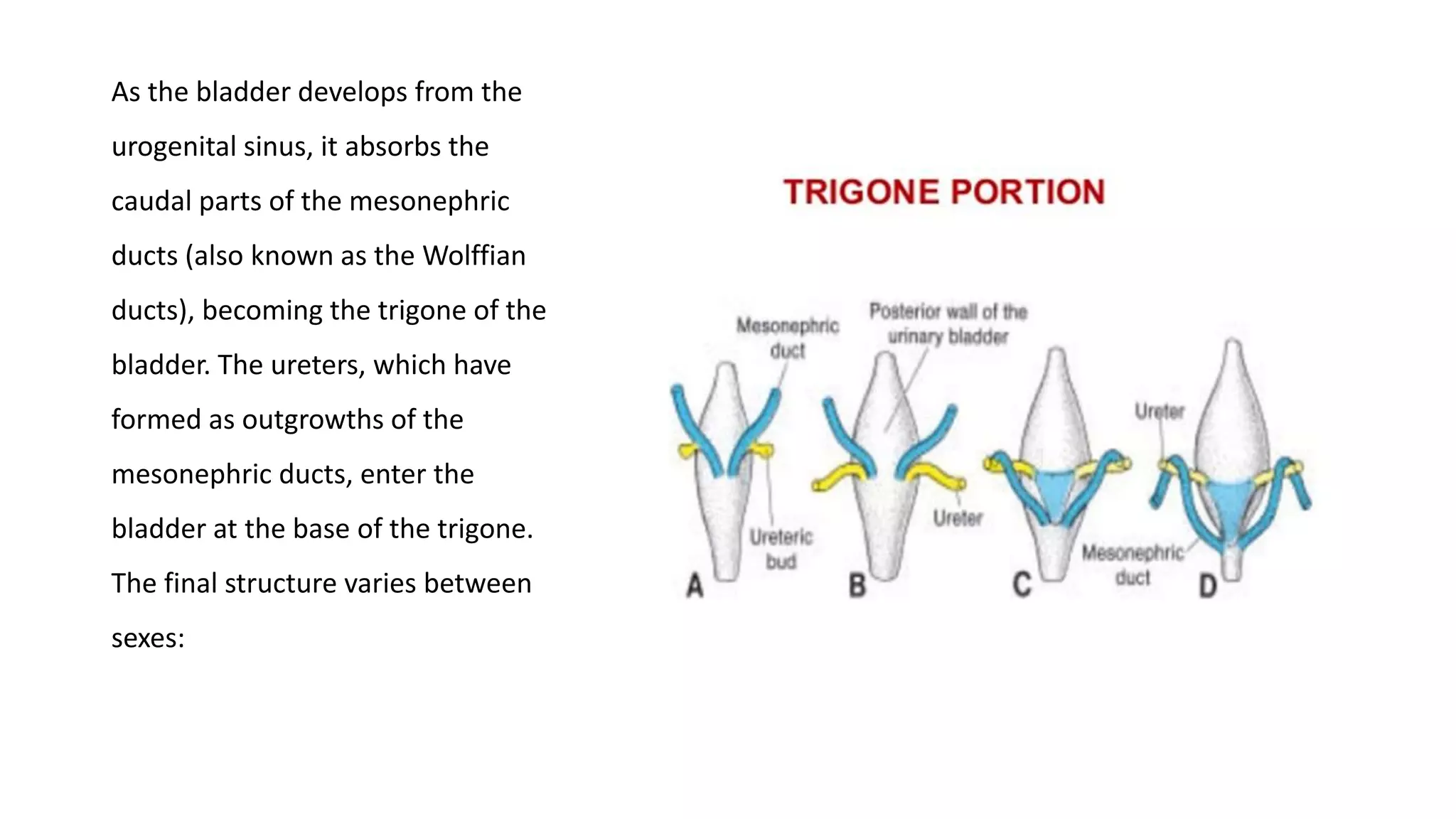 Congenital bladder disorders | PPTX